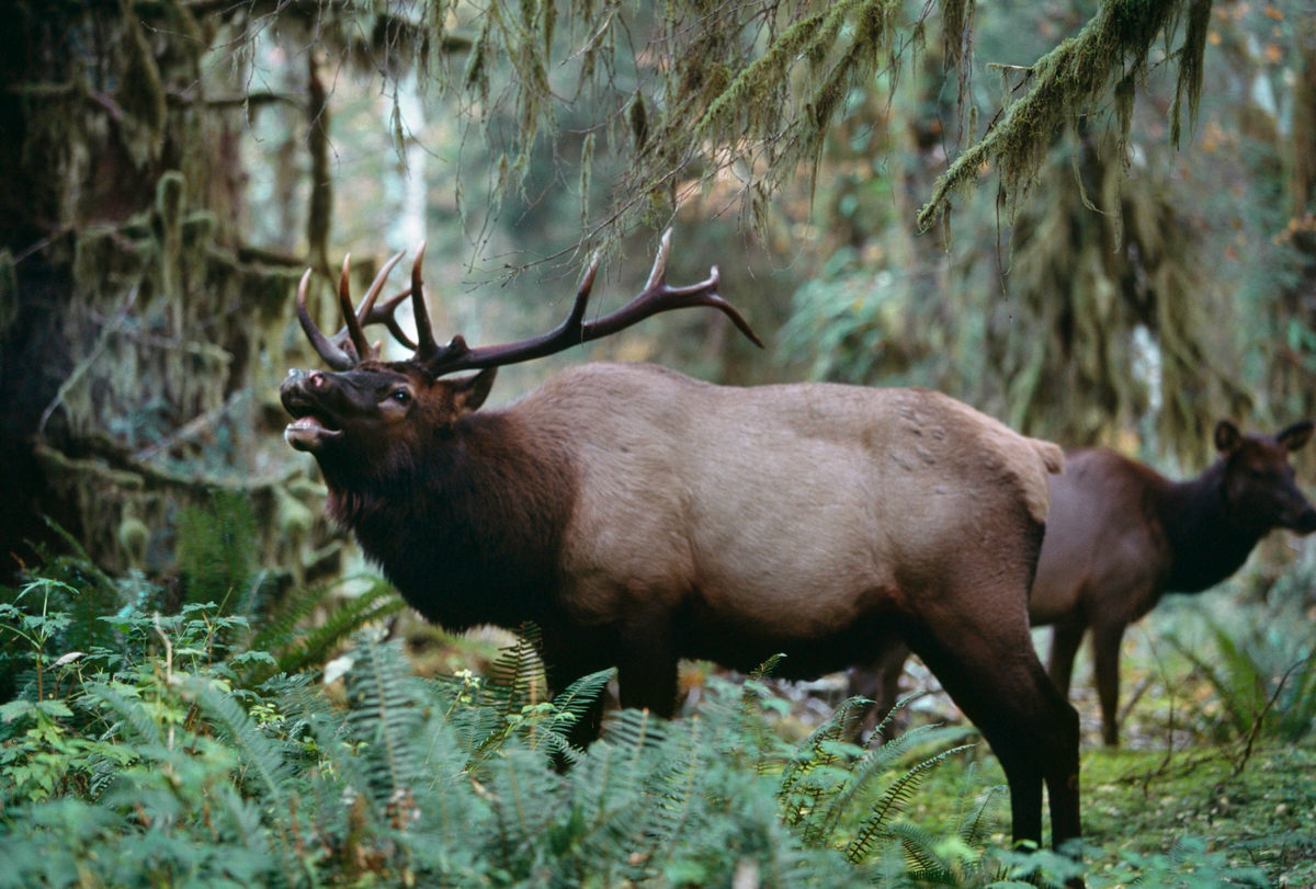 Upcoming Events – Art Wolfe Events