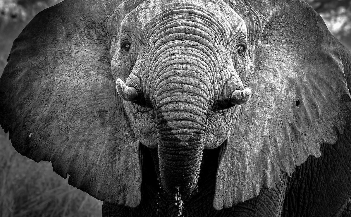 Art Wolfe Private Photo Adventure