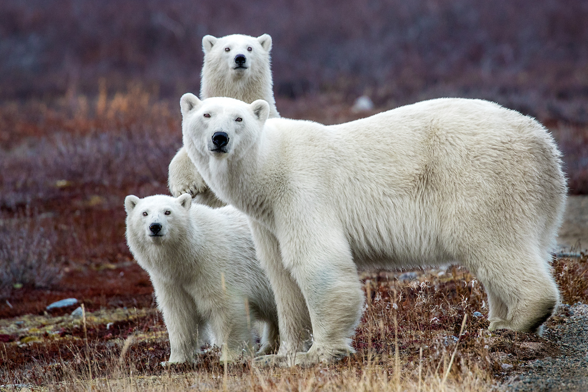 Art Wolfe Private Photo Adventure