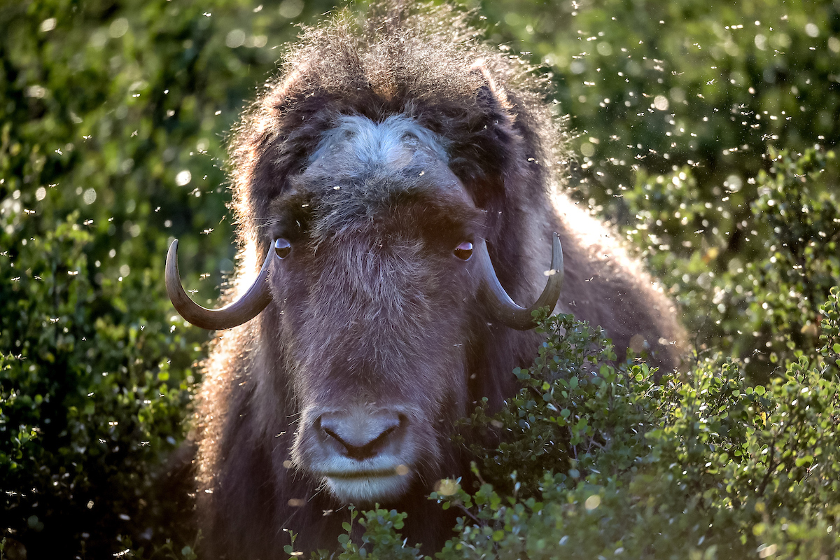 Art Wolfe Private Photo Adventure
