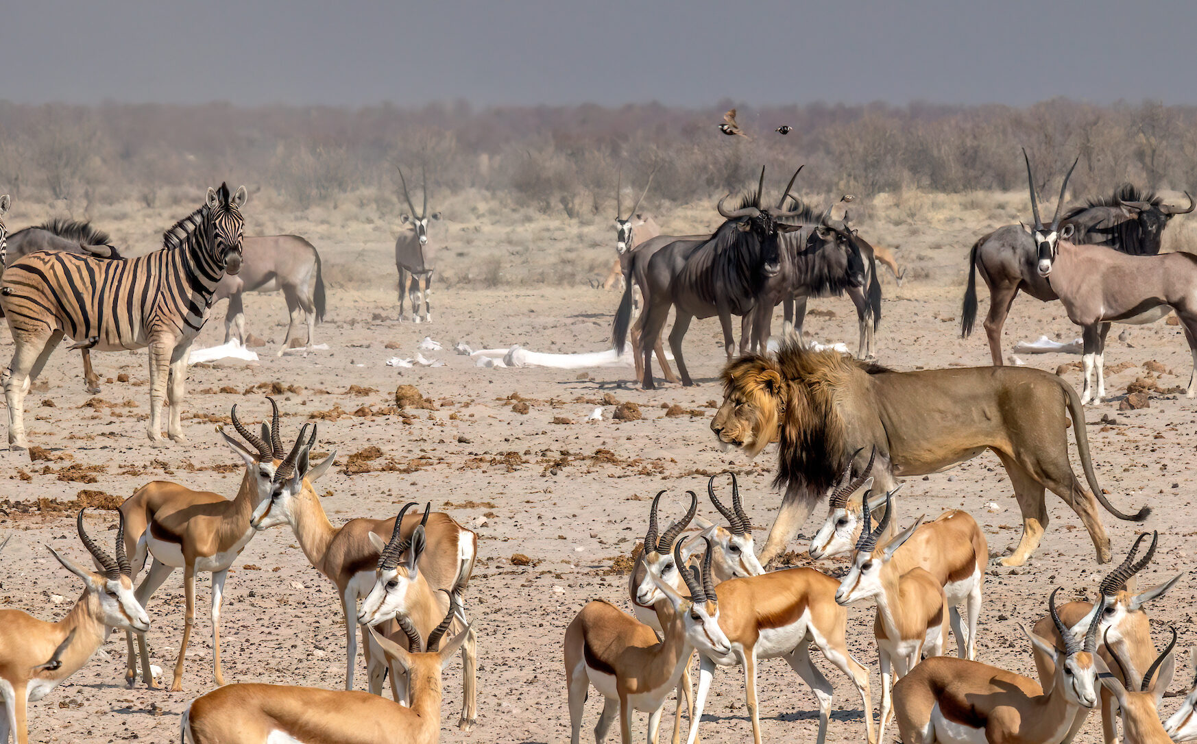 Wild Lives Photo Journey: Namibia – SOLD OUT