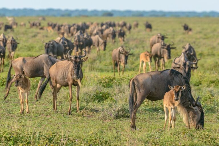 Tanzania Serengeti: Wildebeest Calving and Predators in Focus 2026 ...