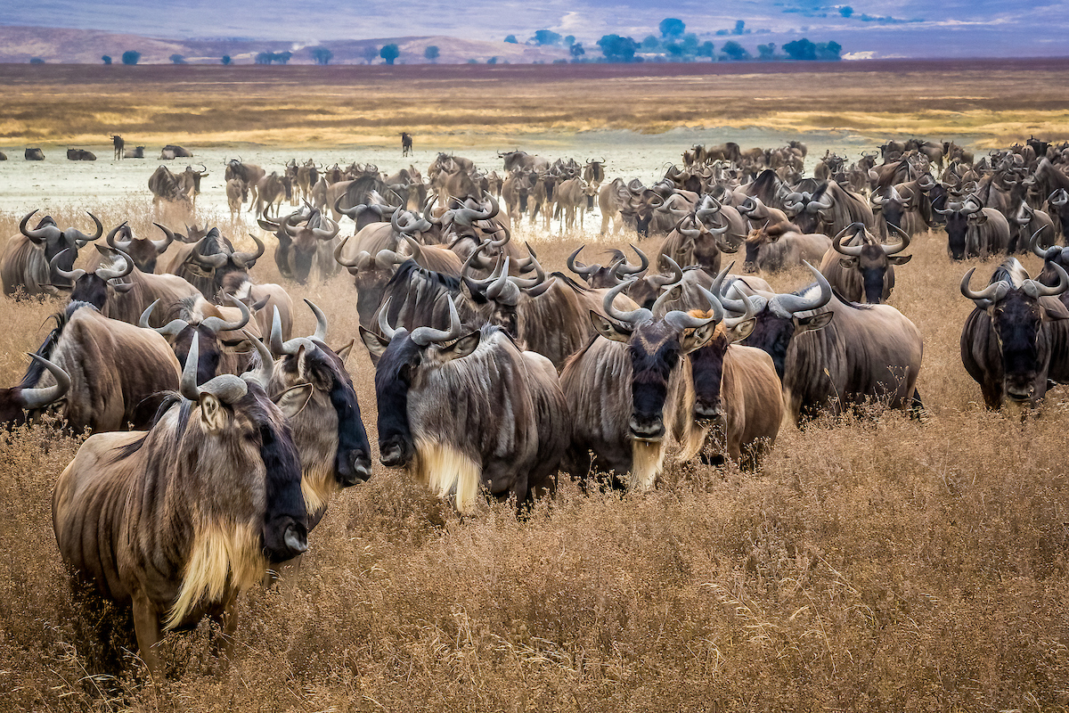 Tanzania Serengeti: Wildebeest Calving and Predators in Focus 2026 ...