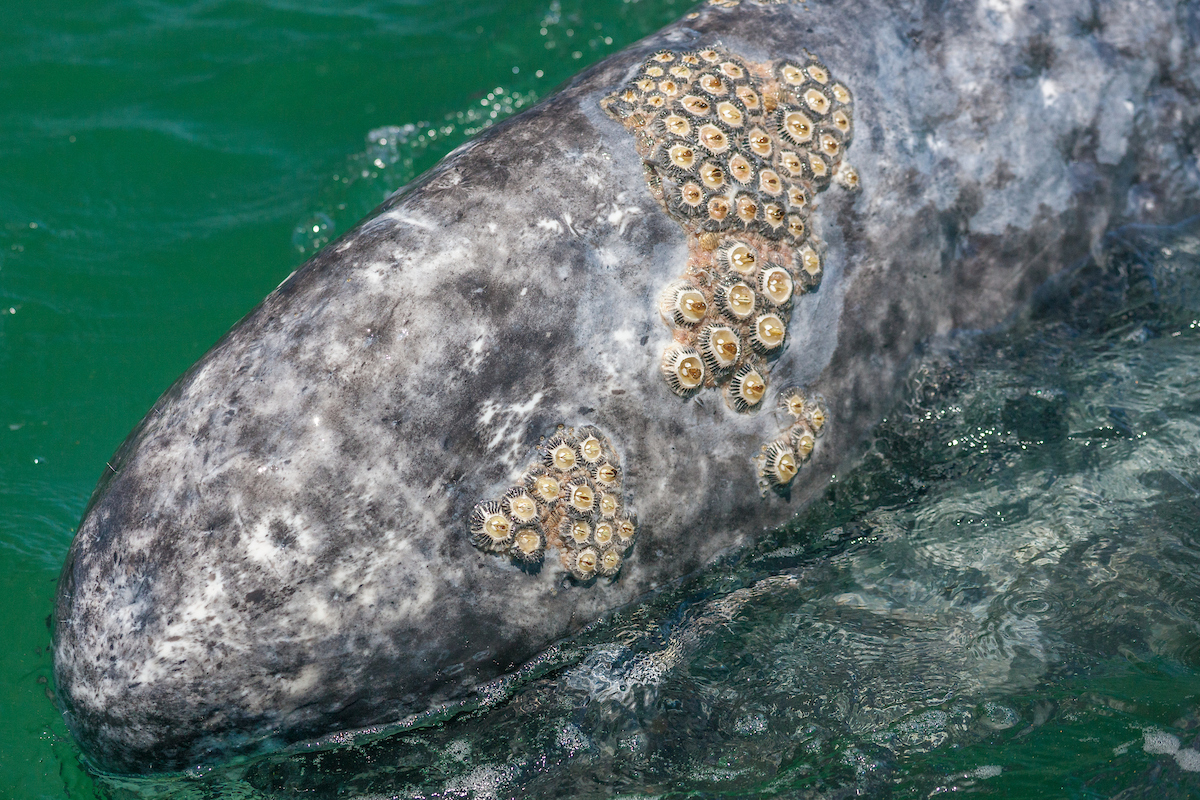 Gray Whales and the Wild Baja Coast Photo Tour